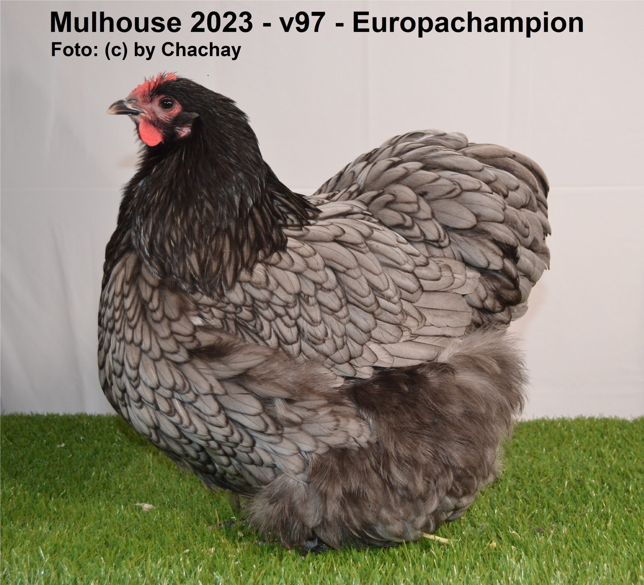 Meine Farbschläge – Orpingtonzucht Schmidt